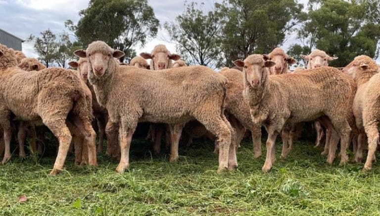AuctionsPlus lamb demand holds firm in January - Sheep Central