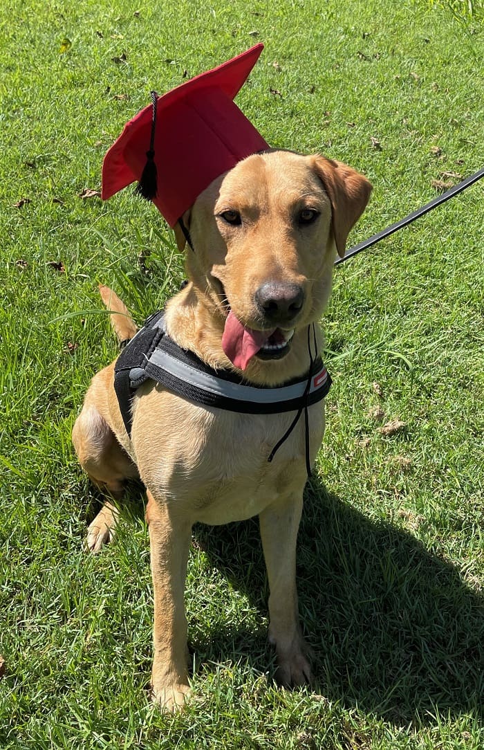 Velvet hits the beach as detector dog Finlay noses in - Sheep Central
