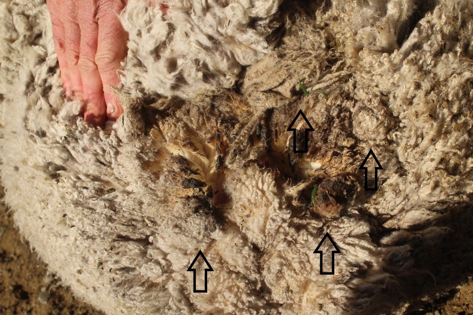 Superfine wool grower develops mulesing alternative - Sheep Central