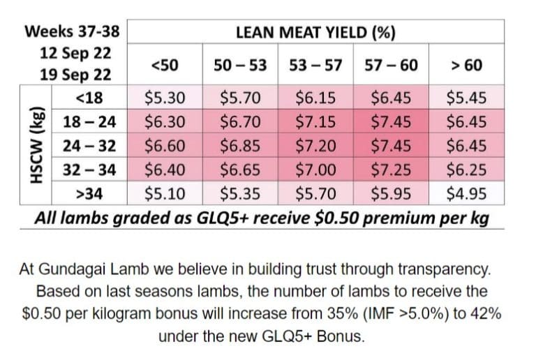 Gundagai launches new lamb grid for IMF, yield and animal health ...
