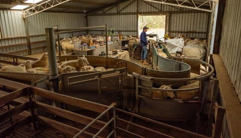 20 years of using Racewell sheep handlers + VIDEO - Sheep Central