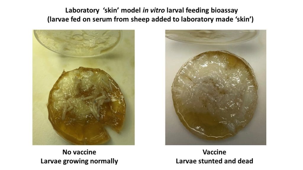 Booster awareness lifts hopes for flystrike vaccine - Sheep Central