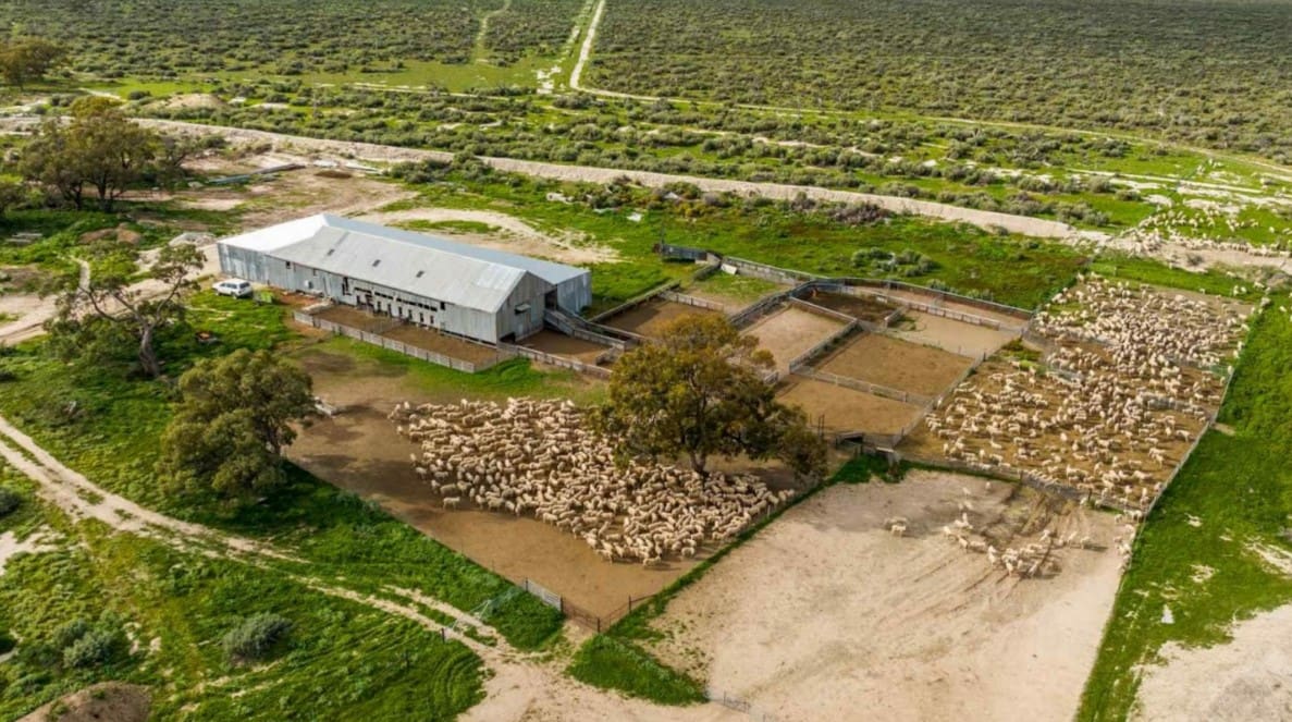 Property: Sheep grazing operations feature in latest sales - Sheep Central