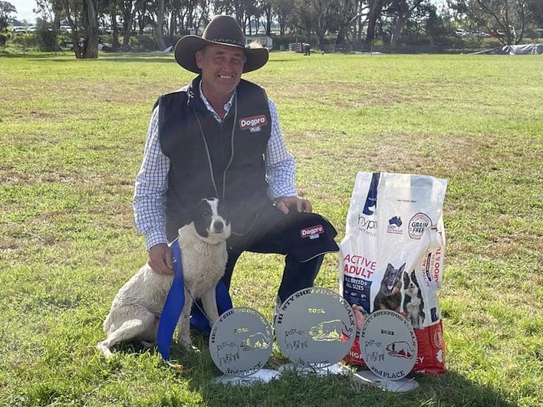 Rafa and Rabbit were the top dogs at the Henty sheep trials - Sheep Central