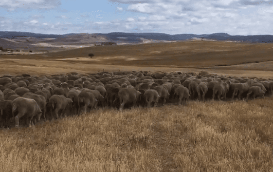 Non-mulesed wool adds colour to yarn’s positive path - Sheep Central