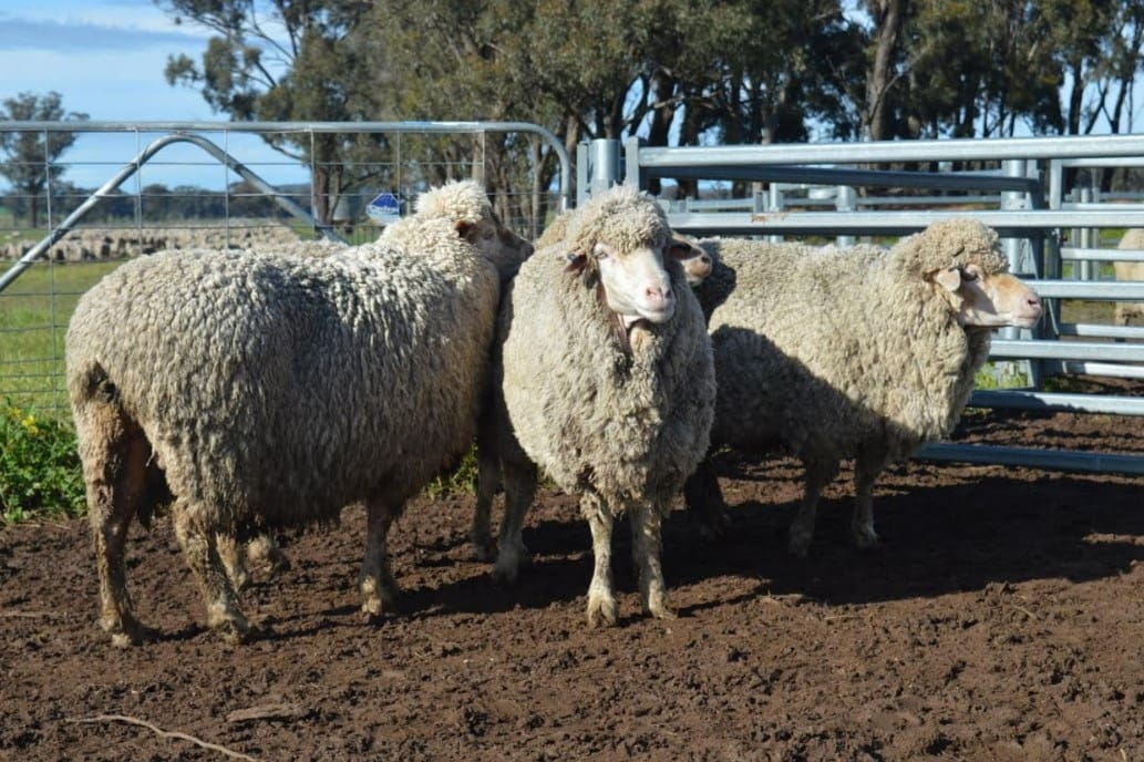 Final Merino field days to be held at Temora and Pingelly - Sheep Central