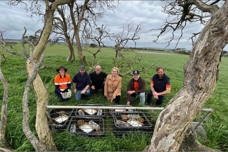 Kangaroo Island sheep blowfly plan set to take flight - Sheep Central