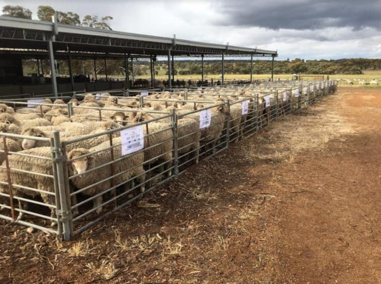 Yardstick Merino hoggets and latest sheep tech on show next week ...