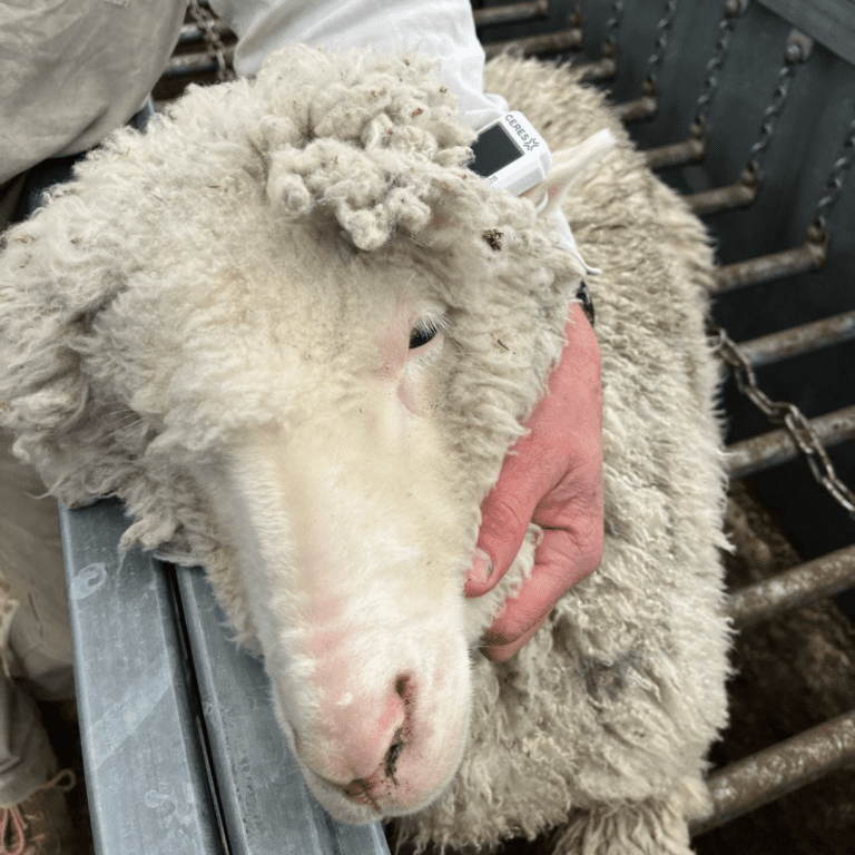 World-first for Ceres Tags - reusable satellite smart ear tags - Sheep ...
