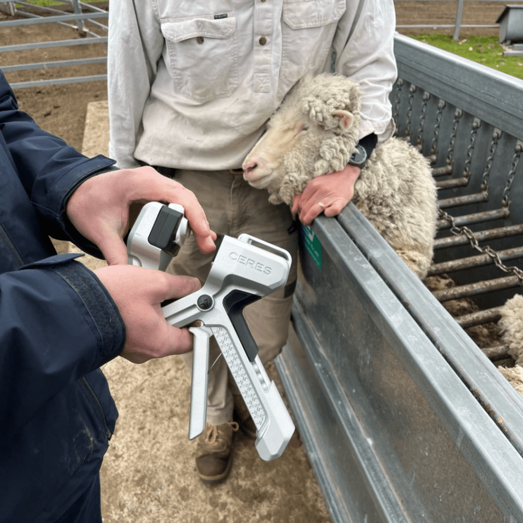 World-first for Ceres Tags - reusable satellite smart ear tags - Sheep ...