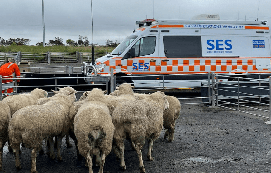 Community tips in almost $7000 for SES at Ballarat saleyards - Sheep ...