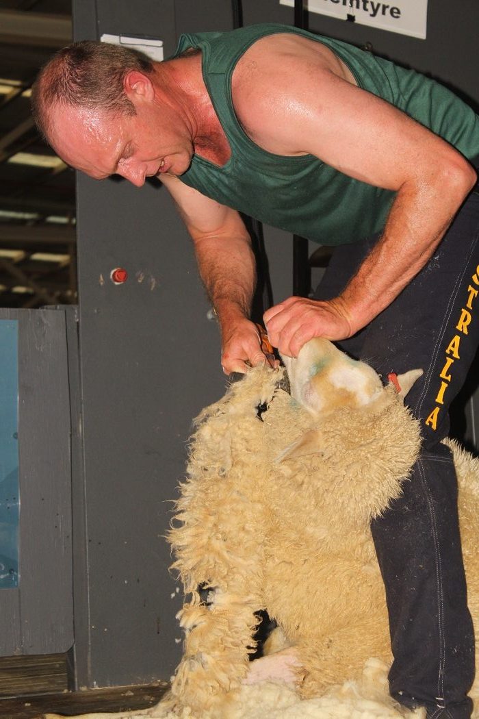 Australian machine shearers win trans-Tasman test in Bendigo - Sheep ...