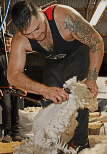 New Zealand shearers queue to challenge shearing records - Sheep Central