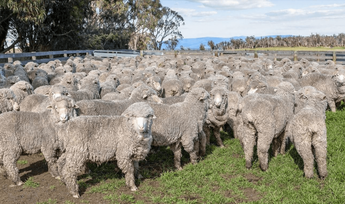Sheep and wool properties feature in latest listings - Sheep Central