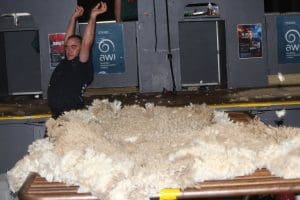 Prizemoney boosted for shearers and wool handlers at Bendigo - Sheep ...