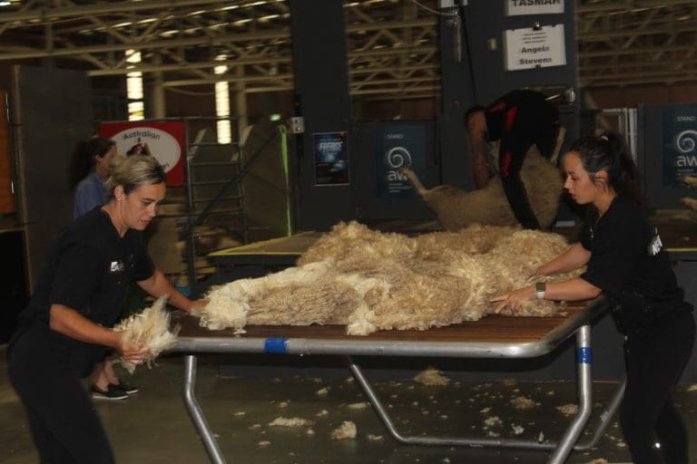 Rookie Kiwi trans-Tasman wool handlers sweep Aussies aside - Sheep Central