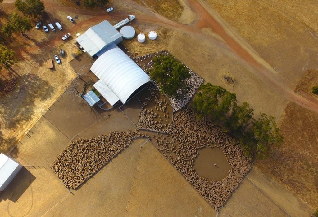 Cherylton Farms offers scale in southern WA - Sheep Central
