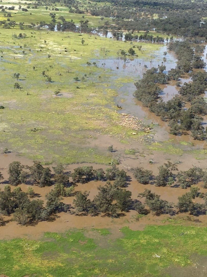Sheep Connect NSW webinar will offer 'perfect storm' worm tips - Sheep ...