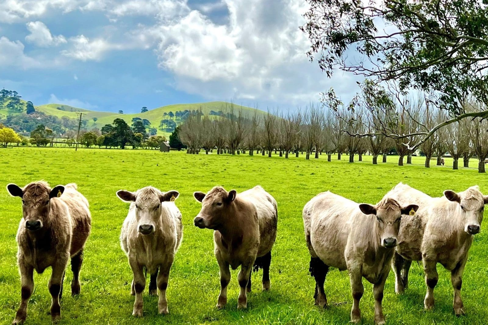 Historic Dalvui was once the home of the Romney - Sheep Central