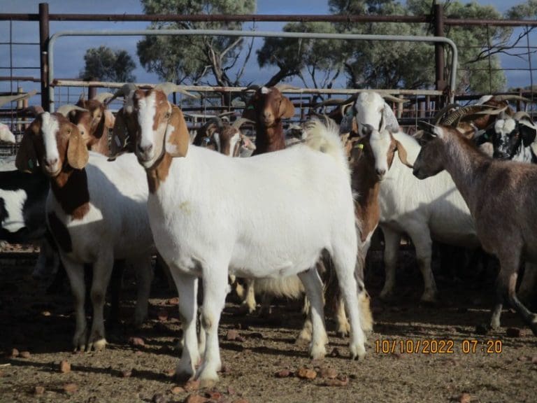 AuctionsPlus goat offering lifts in October but is still low - Sheep ...