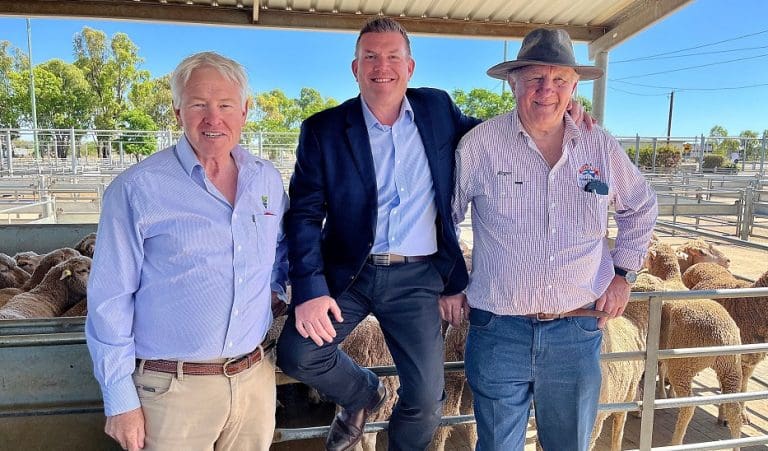 NSW saleyards and processors first to get sheep EID grants - Sheep Central