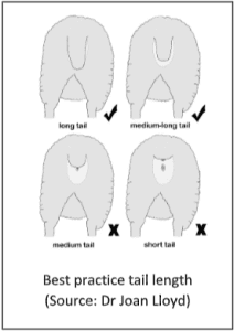 Correct lamb tail length message reinforced at Dunkeld - Sheep Central