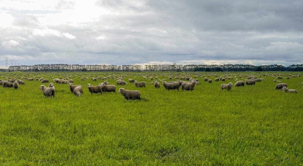 Renowned NZ Romney stud Wairere sells Australian operation - Sheep Central