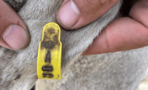WAFarmers supports early 2025 sheep and goat EID cut-off - Sheep Central