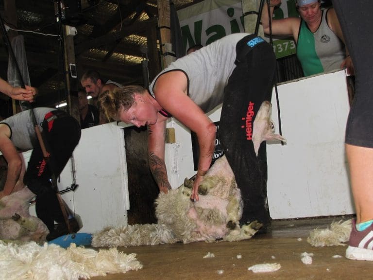 Silcock starts on world women's ewe shearing record - Sheep Central