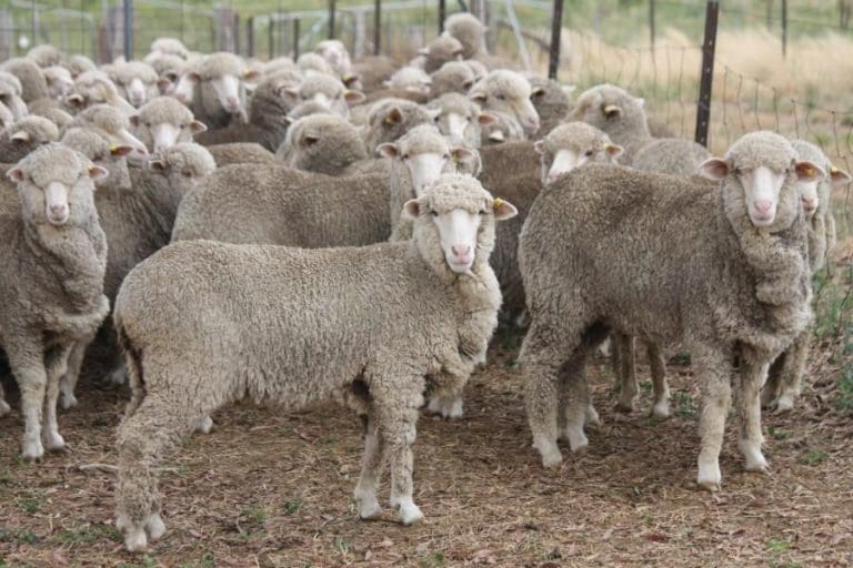 Online sheep and lamb clearances struggle - Sheep Central