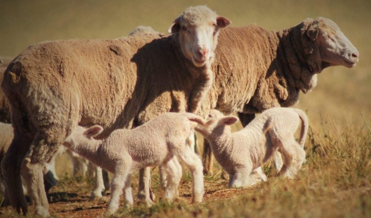 Sheep profitability focus at northern NSW LLS workshops - Sheep Central