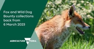 Victorian fox and wild dog bounty collections start - Sheep Central
