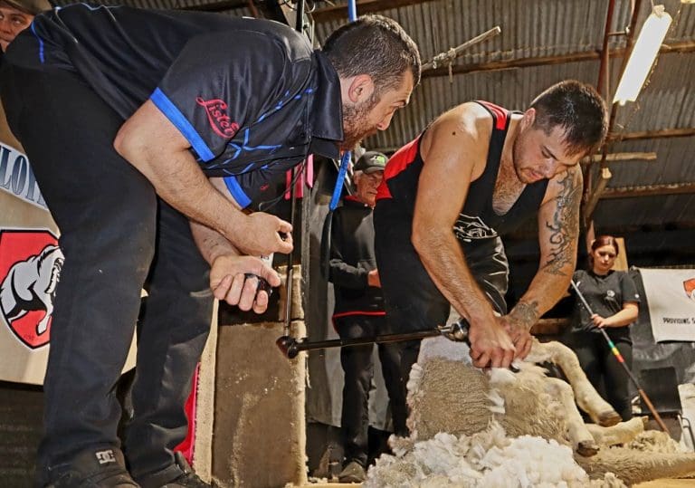 Kiwi-born brothers plan shearing record attempt in WA - Sheep Central