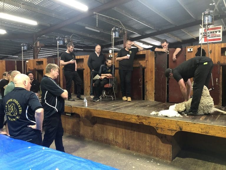 NZ and Aussie shearing industry trainers trade tips at Wingeel - Sheep ...