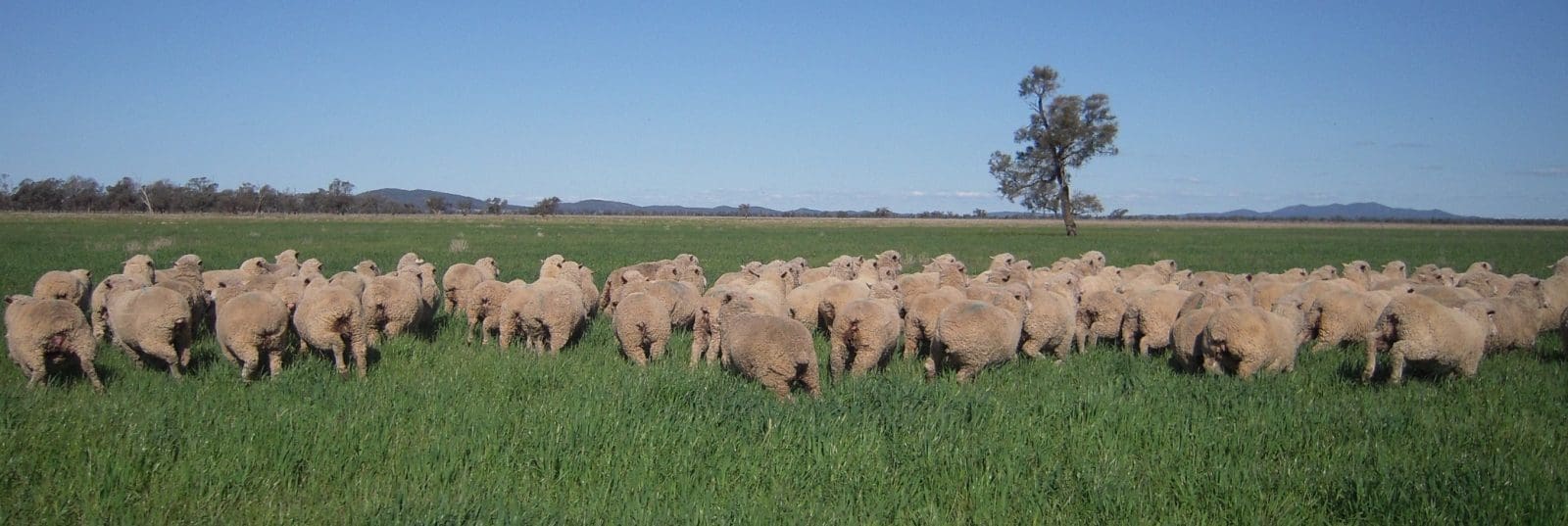 Paraway Pastoral lists properties with $180 million price hope - Sheep ...