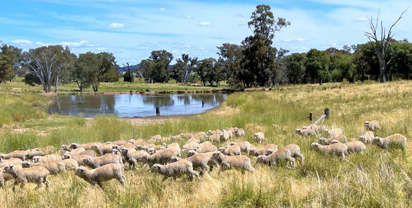 NSW grazing block 'Checkers' sells with $30m price tag - Sheep Central