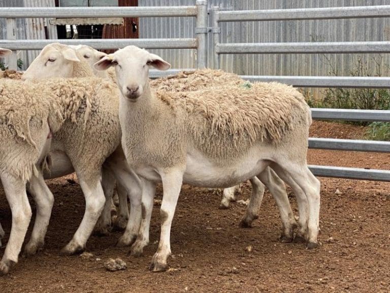 Bumpy ride for AuctionsPlus sheep and lamb prices - Sheep Central