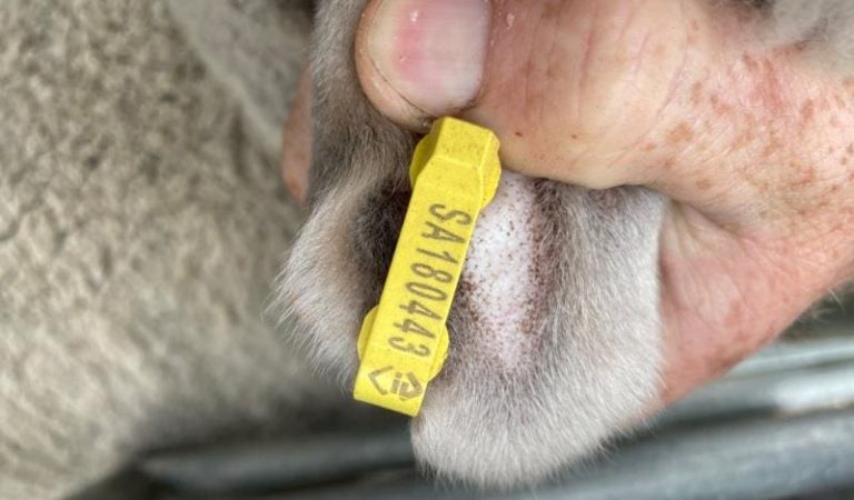 South Australia extends sheep and goat EID tag rebate to 2027 - Sheep ...