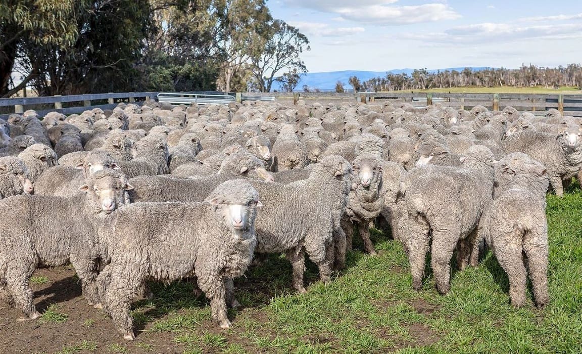 Ultrafine wool award-winning Glen Stuart sells - Sheep Central