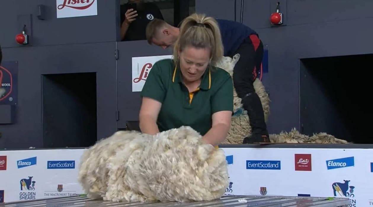 Dalla excels among Aussies at Golden Shears championships - Sheep Central