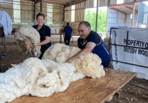 Aussie and Kiwi shearers and wool handlers chase world fame - Sheep Central