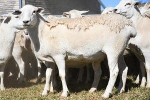 Shedding ewe purchase opportunities under $300 abound online - Sheep ...