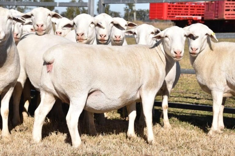 Online sheep numbers drop with rain falling and forecasted - Sheep Central
