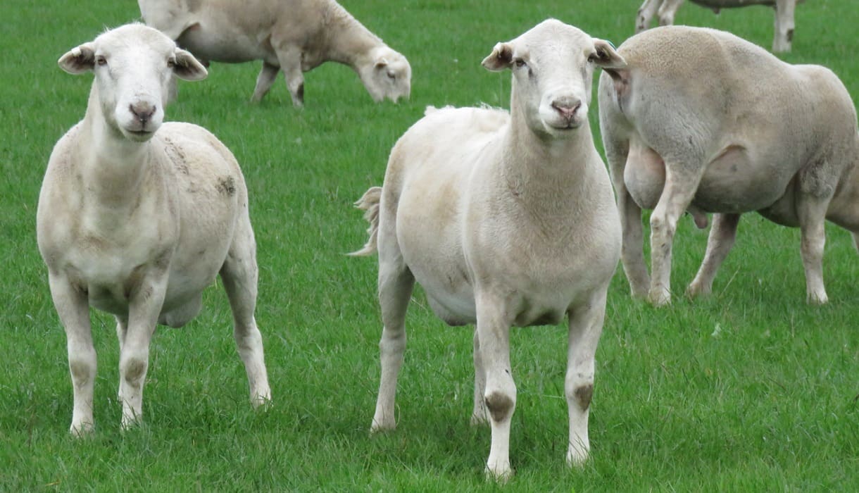 Shedding sheep will be the focus of Hamilton event - Sheep Central