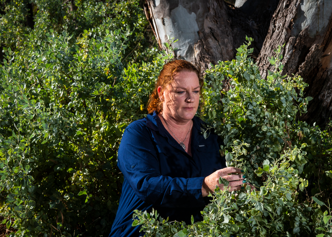 CSIRO promotes elite saltbush to sheep and cattle producers - Sheep Central