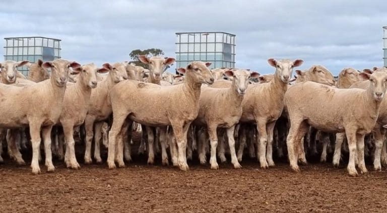 Online prices lift for first cross ewe lambs and scanned ewes - Sheep ...