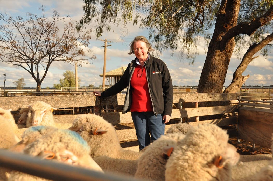 Research shows good eating quality and wool is possible - Sheep Central