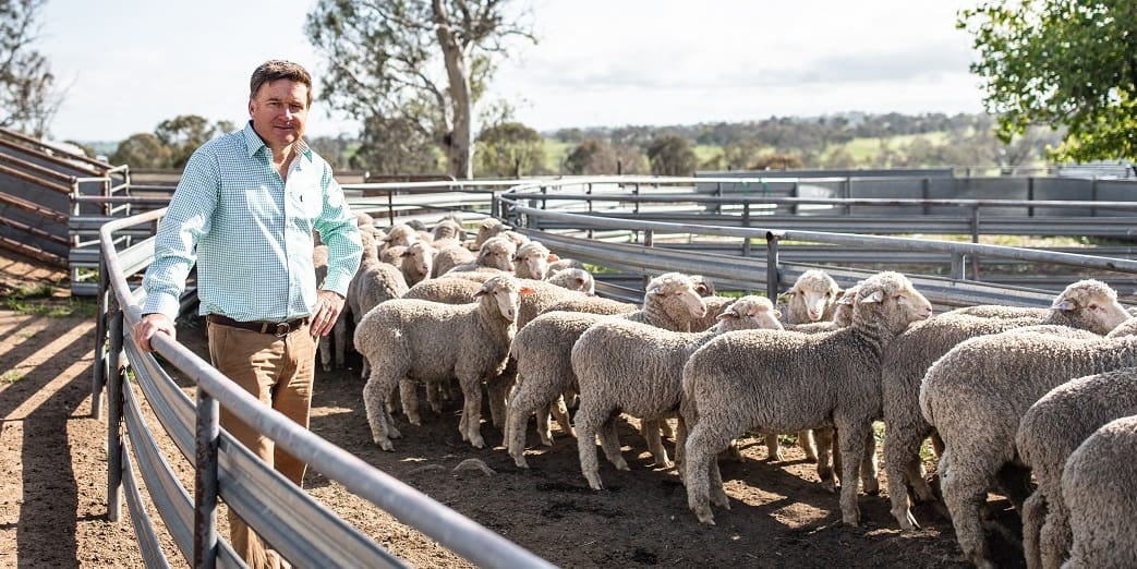 Former WoolProducers leader Storey seeks AWI board seat - Sheep Central