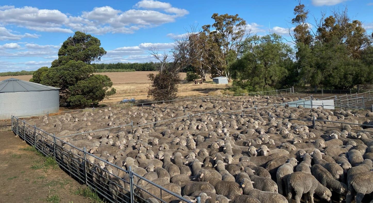 Grazing property purchase options across four states - Sheep Central