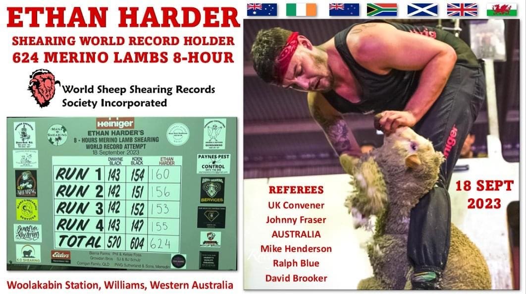 WA shearer sets new record of 624 lambs in eight hours - Sheep Central